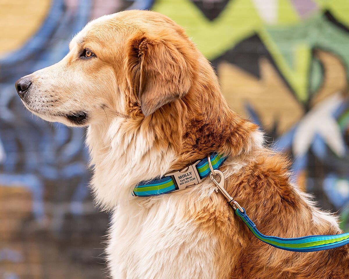 Custom Dog Collars and Martingale Collars | If It Barks