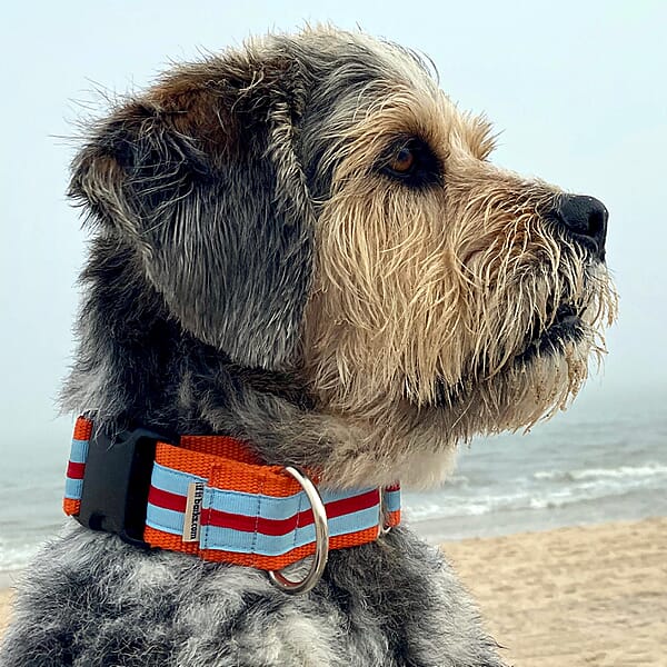 Custom Dog Collars and Martingale Collars | If It Barks